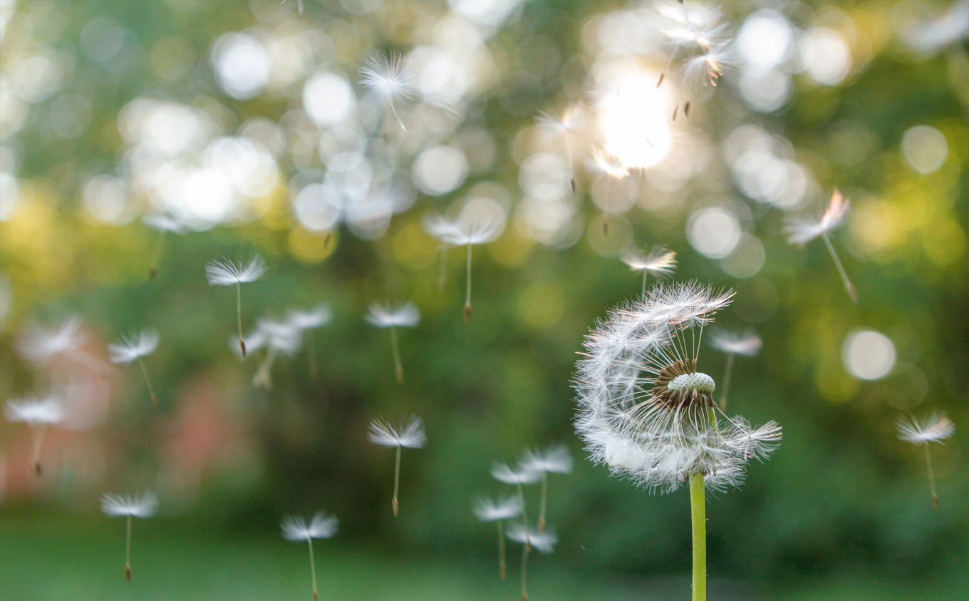 Pollen In The Wind